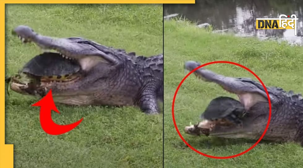 Video: मगरमच्छ ने कछुए को चबाया लेकिन नहीं तोड़ पाया उसकी 'कमर', देखें ...