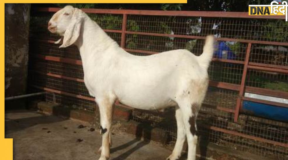 Jhatka-Halal Row: क्या है झटका, हलाल मीट में धार्मिक विवाद, जानिए दोनों ...