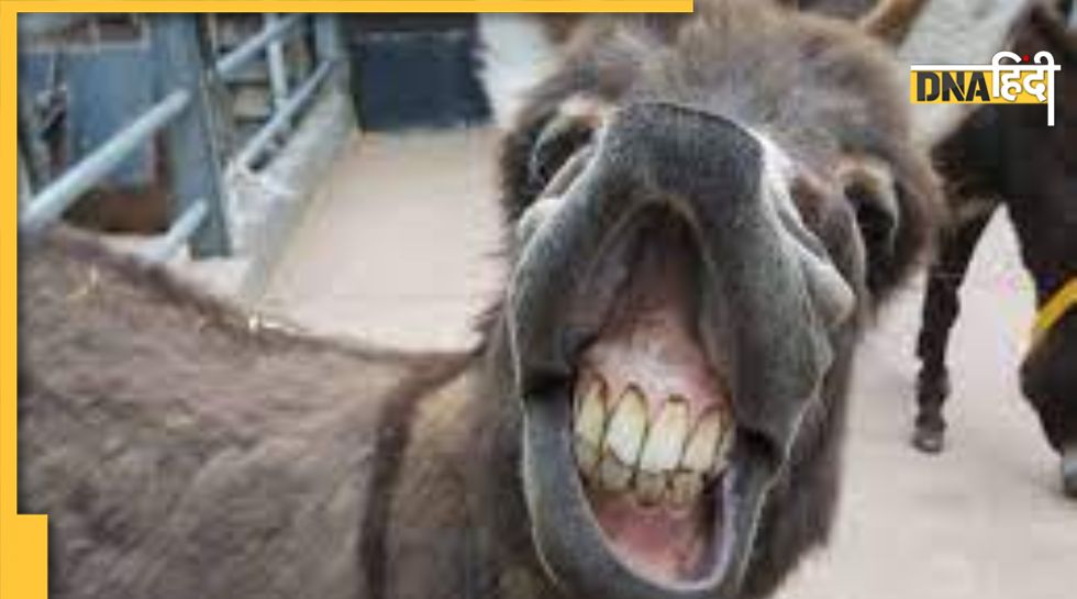 मांस और दवा के लिए पाकिस्तानी गधों और कुत्तों का आयात करना चाहता है चीन