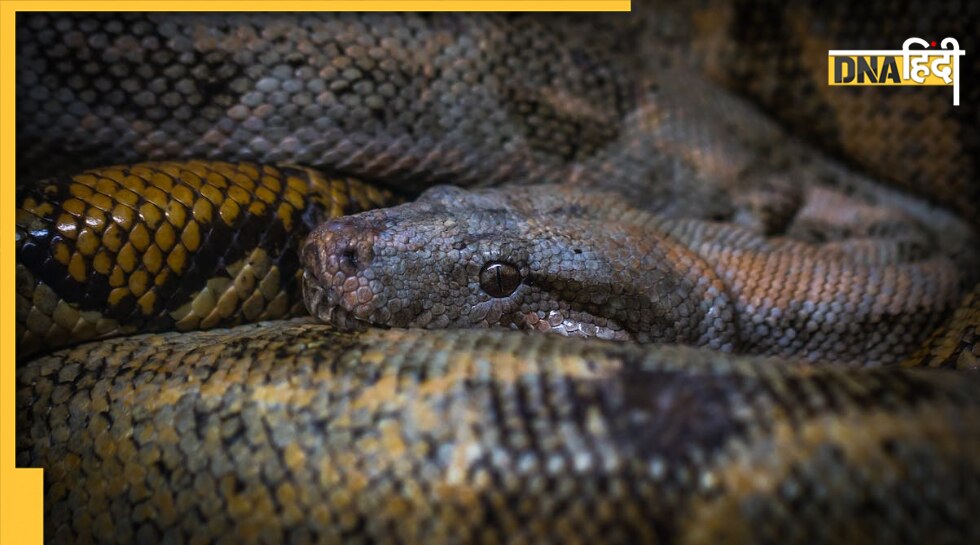 कब्रिस्तान में तफरीह कर रहा था 6 फुट का अजगर, फॉरेस्ट डिपार्टमेंट ने ...