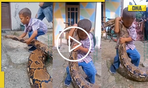 Not for faint-hearted! Little boy plays with huge python in spine-chilling viral video; Watch
