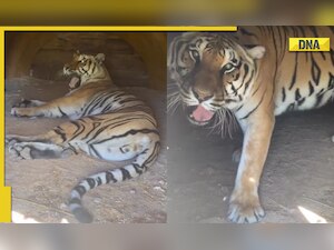 Viral video: Girl tries to wake up sleepy tiger; THIS happens next