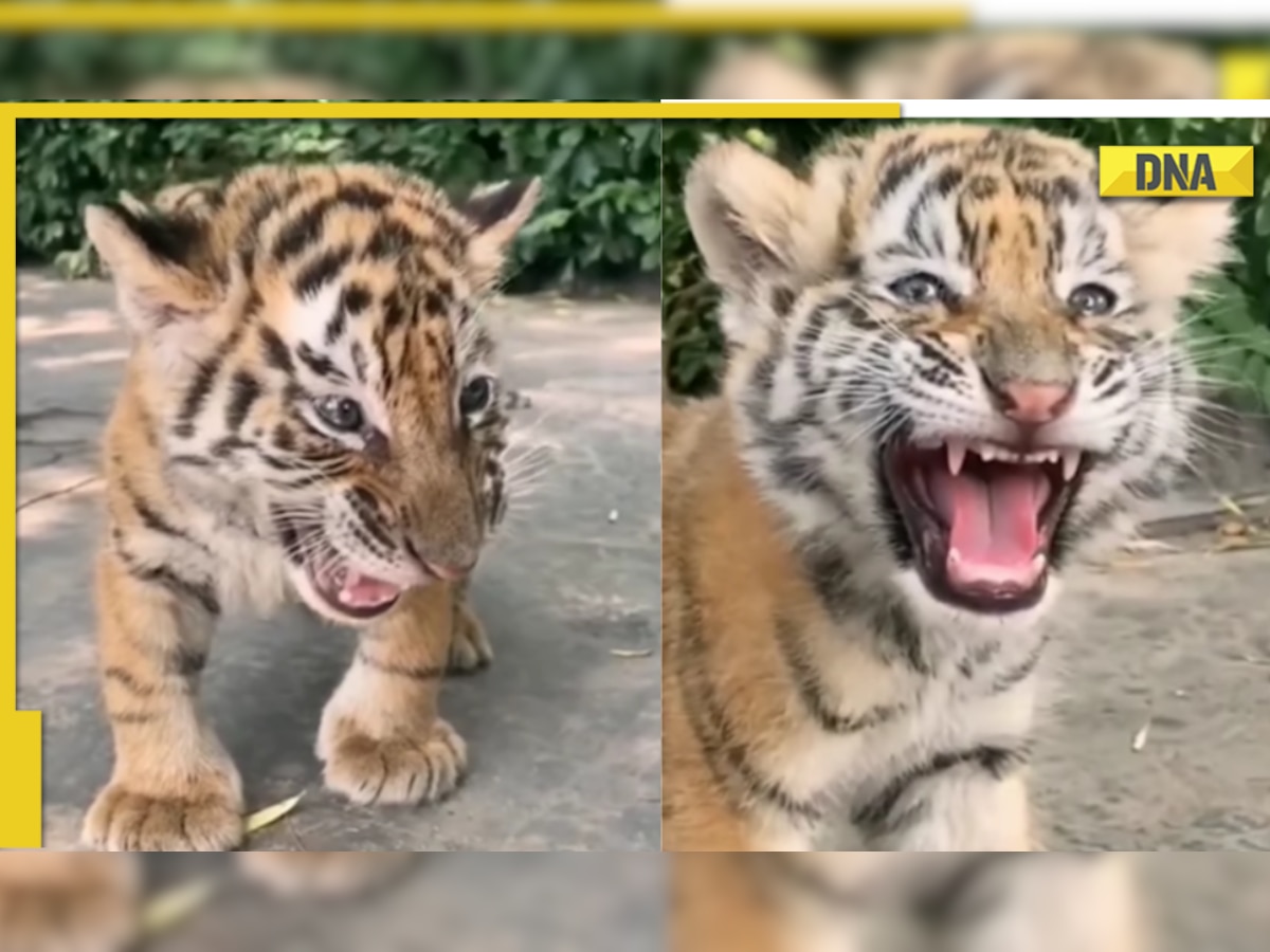 Tiger cub roars in viral video, leaves netizens amazed