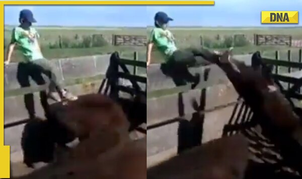 Viral video: Man tries to hit cow, gets kicked