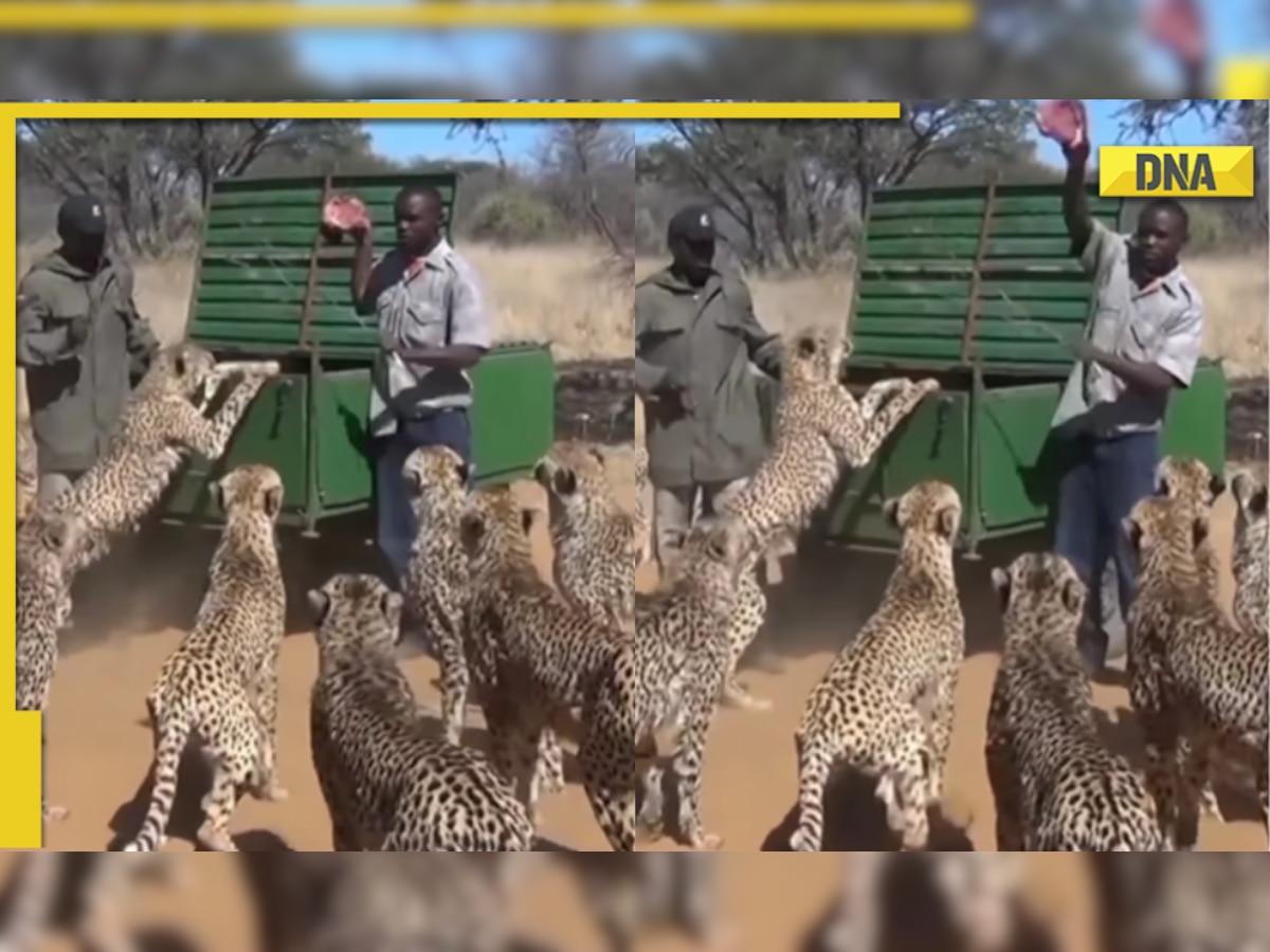 Men feed meat to hungry cheetahs in viral video, Internet is stunned