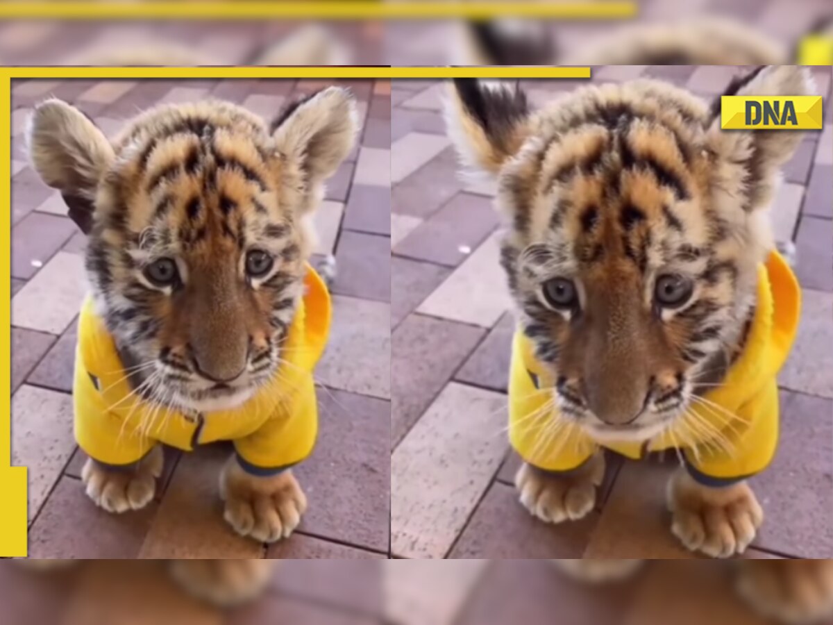 Adorable tiger cub dressed as a minion melts hearts of netizens, video ...