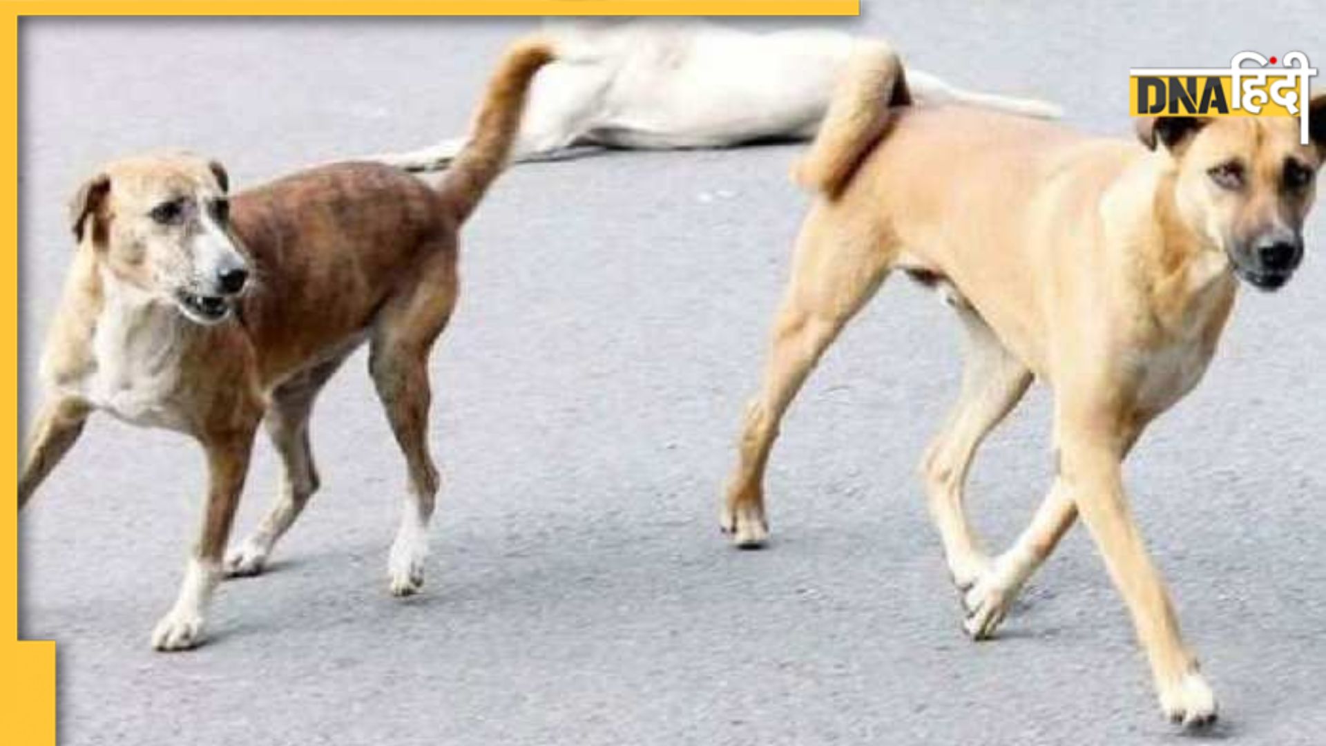 Dog Attack: साल भर में 77 लाख लोगों को काट लेते हैं कुत्ते, 20 हजार की ...