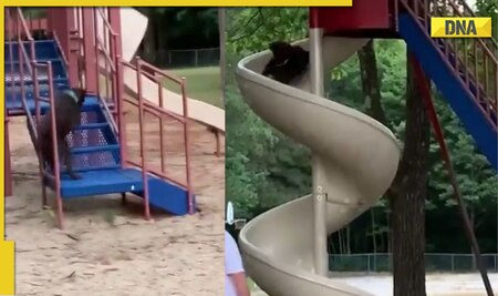 Dog enjoys playing on slide in adorable viral video; internet loves it