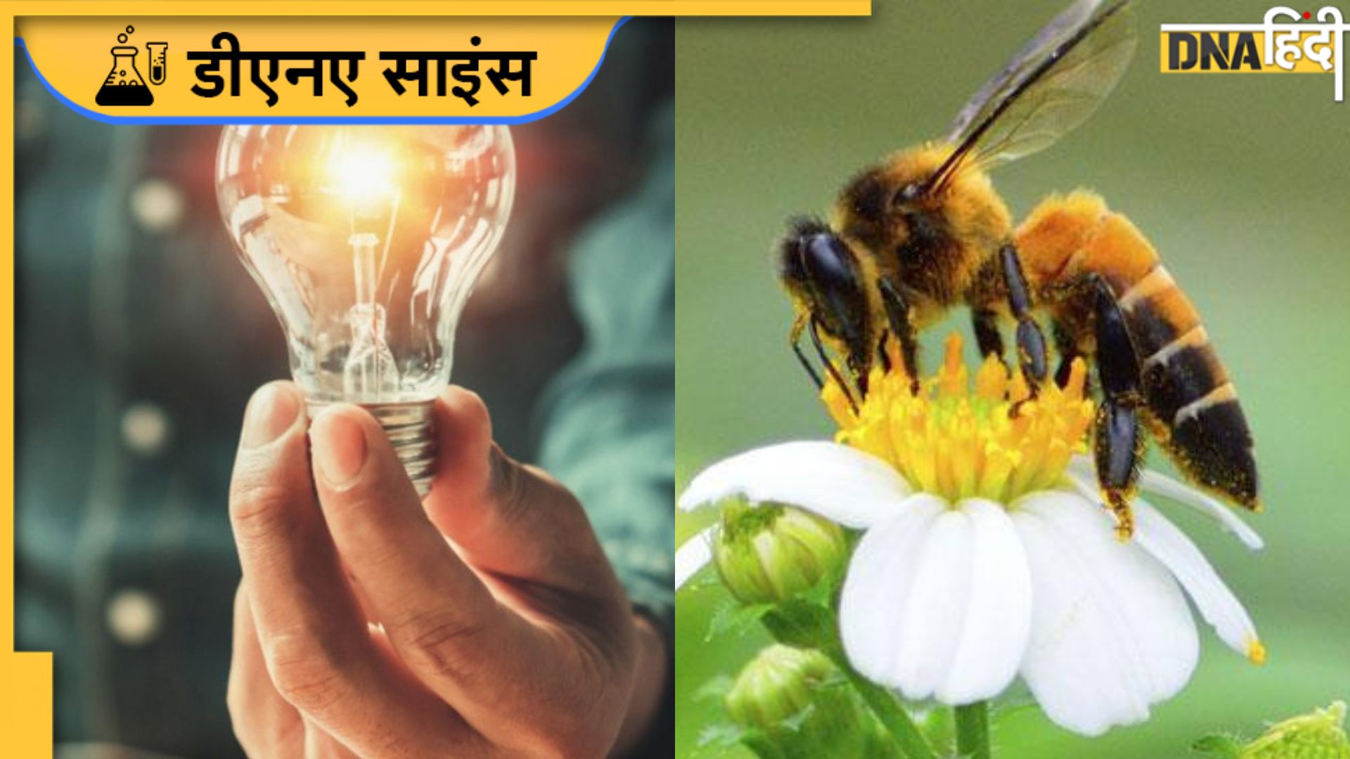 Honeybee Electricity: मधुमक्खियों के झुंड से पैदा होती है 1 हजार वोल्ट ...