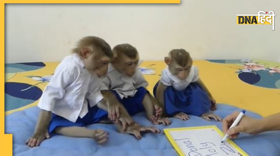 Viral Video: जमकर पढ़ाई करते हैं ये बंदर, यूनिफॉर्म पहन जाते हैं स्कूल