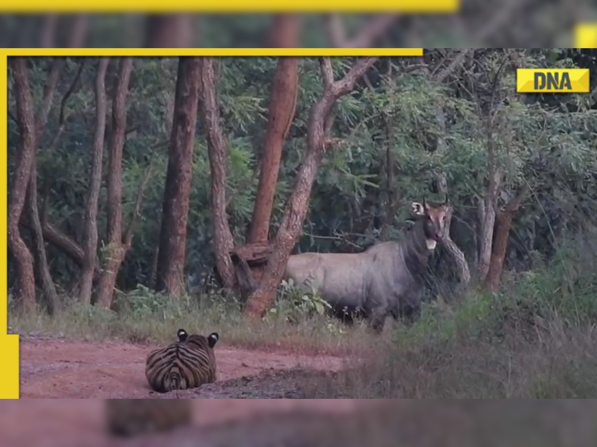 Nilgai vs Tiger faceoff: Animals play 'hide and seek', video trending ...