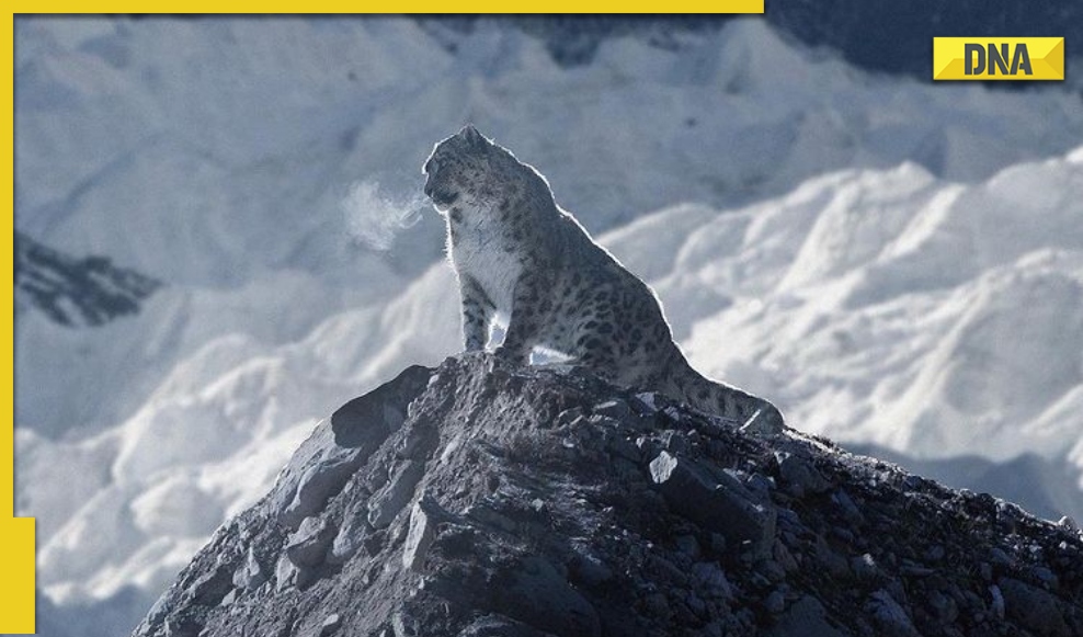 Images of snow leopard in Himalayas mesmerise netizens, photographer ...