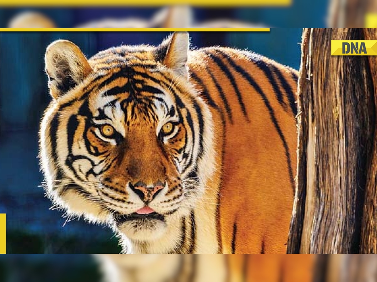 Maharashtra: Man on morning walk comes across tiger, dies of heart attack