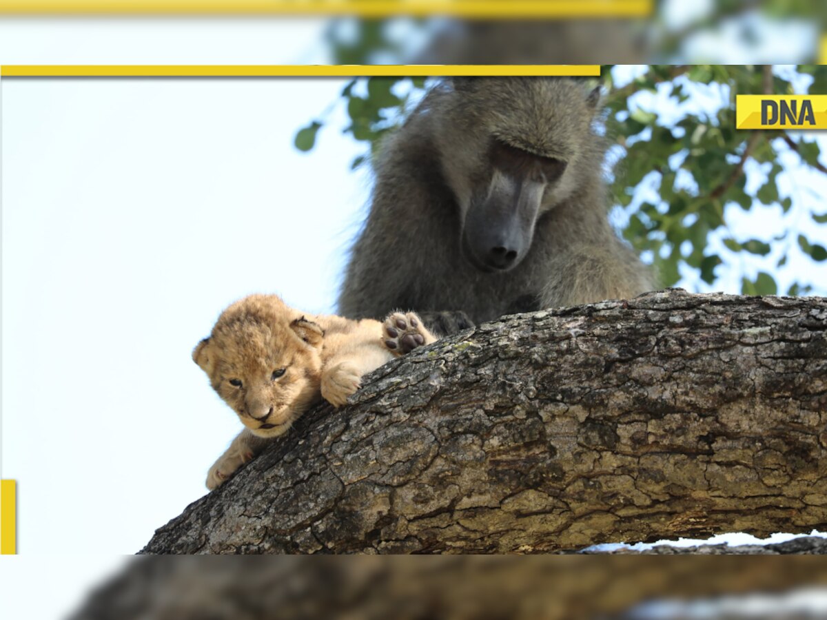 Lion King 2.0: Monkey steals lion cub in viral video, netizens react