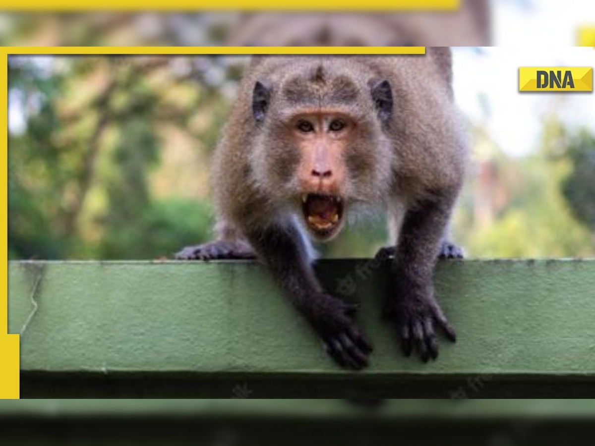 Viral: Monkey attacks man, snatches bag full of cash worth Rs 75,000 in Shimla