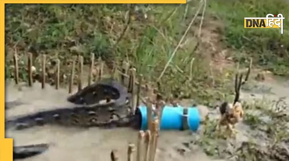 Video अजगर को फंसाने के लिए रखा मुर्गा देखें फिर क्या हुआ