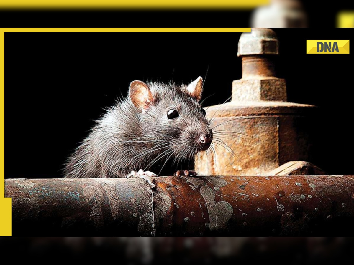 Mathura cops tell UP court: Rats ate marijuana worth Rs 60 lakh