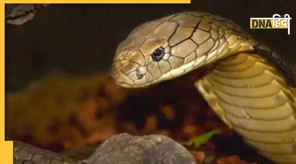 ज्योतिष की सलाह पर सांप के सामने निकाल रहा था जीभ, उसने ऐसी जगह डसा कि ...