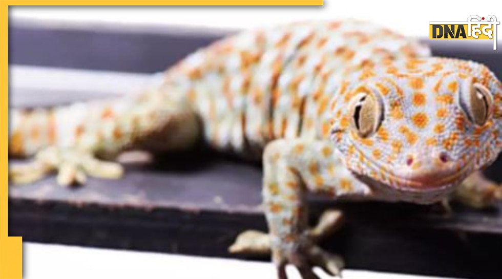 दवा की दुकान में डेढ़ करोड़ की छिपकली मिली, पढ़ें क्यों है इतनी खास कि ...
