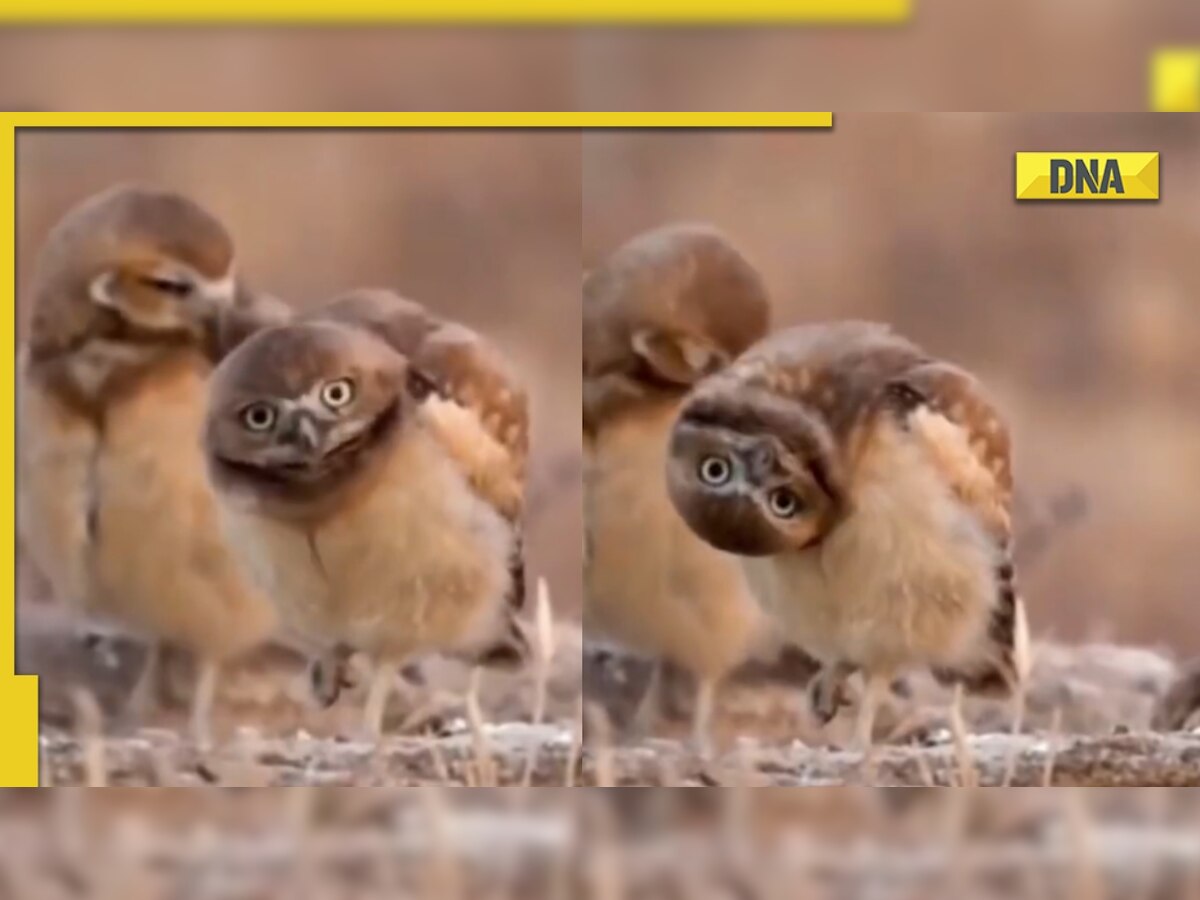 Scary! Owl rotates its head completely in viral video, stuns internet