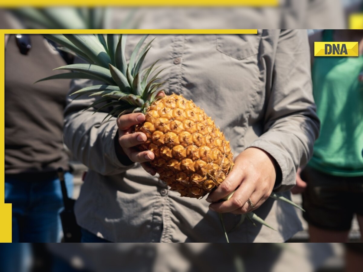 This is the world's most expensive pineapple which costs Rs 1 lakh ...