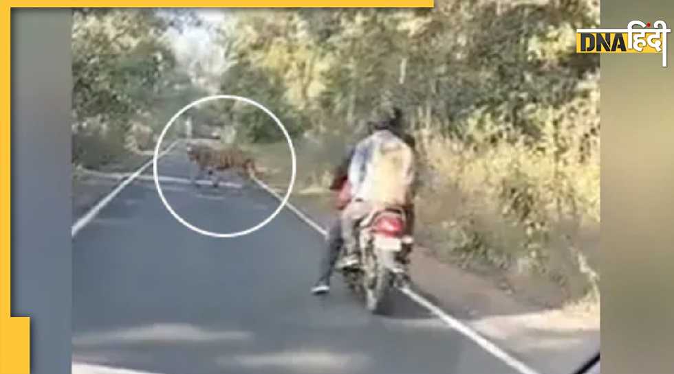 Viral Tiger Video: जंगल से जा रहे बाइक पर युवक, अचानक आ गया टाइगर ...