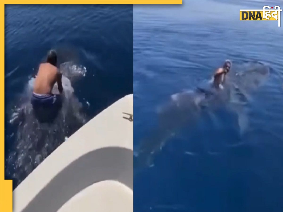 Whale Shark को बाइक समझ राइड करने लगा शख्स, बीच में समंदर में हुई ऐसी ...