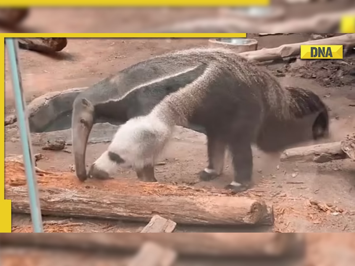 two headed anteater