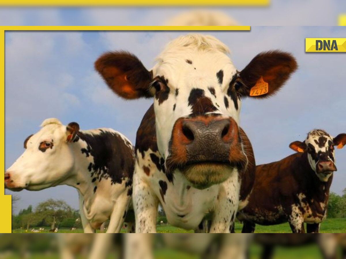 China claims cloning 'super cows' that can produce 1.7 times more milk