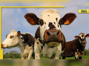 China claims cloning 'super cows' that can produce 1.7 times more milk