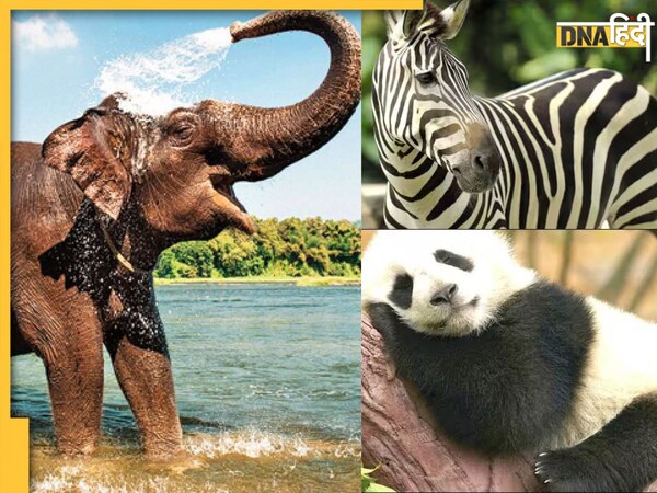 Pet Animals: इन जानवरों को कभी नहीं बनाया जा सकता है पालतू, जानिए क्या ...