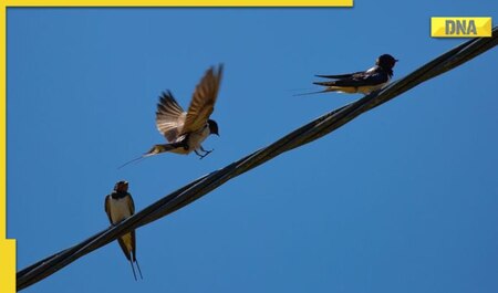 DNA Explainer: Why birds don't get electrocuted on power lines ...