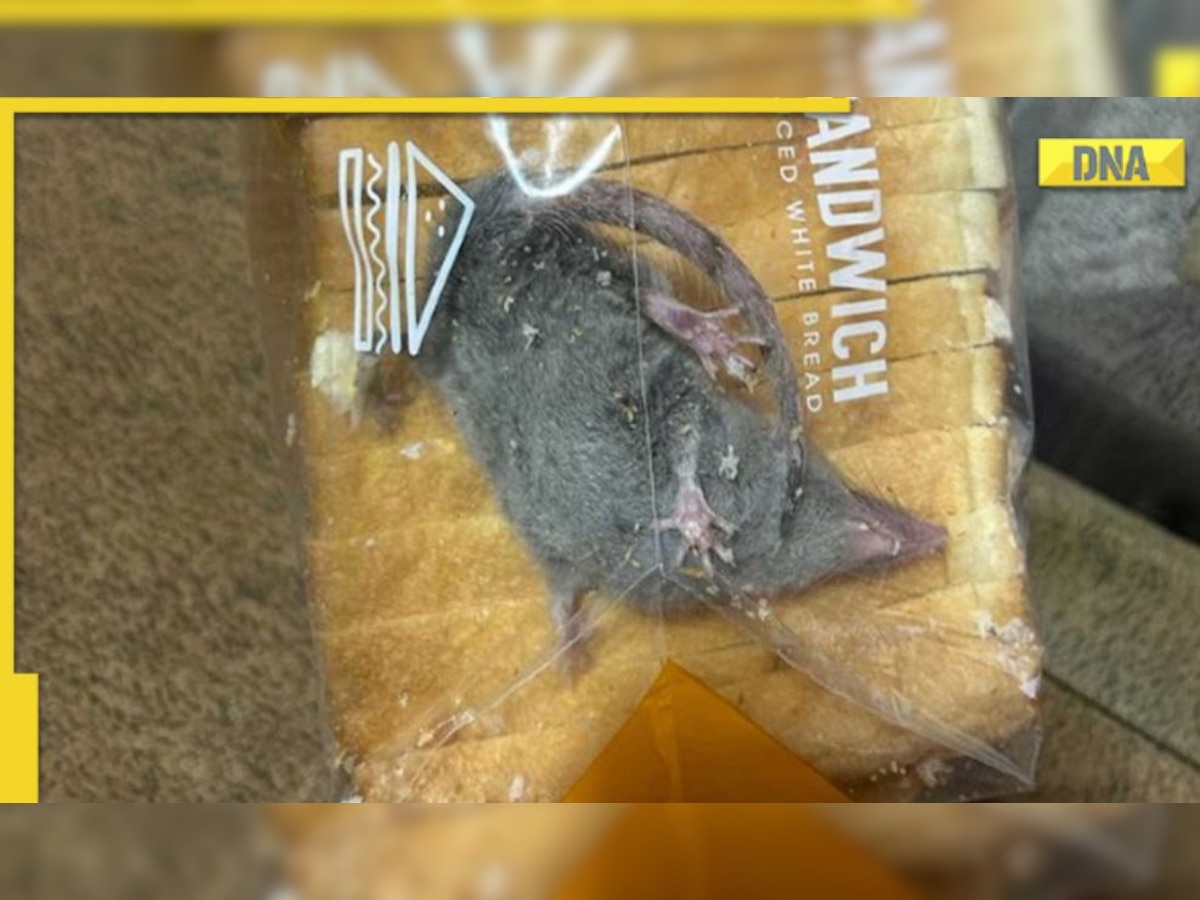 Man shares photo of live rat found inside bread packet delivered by ...