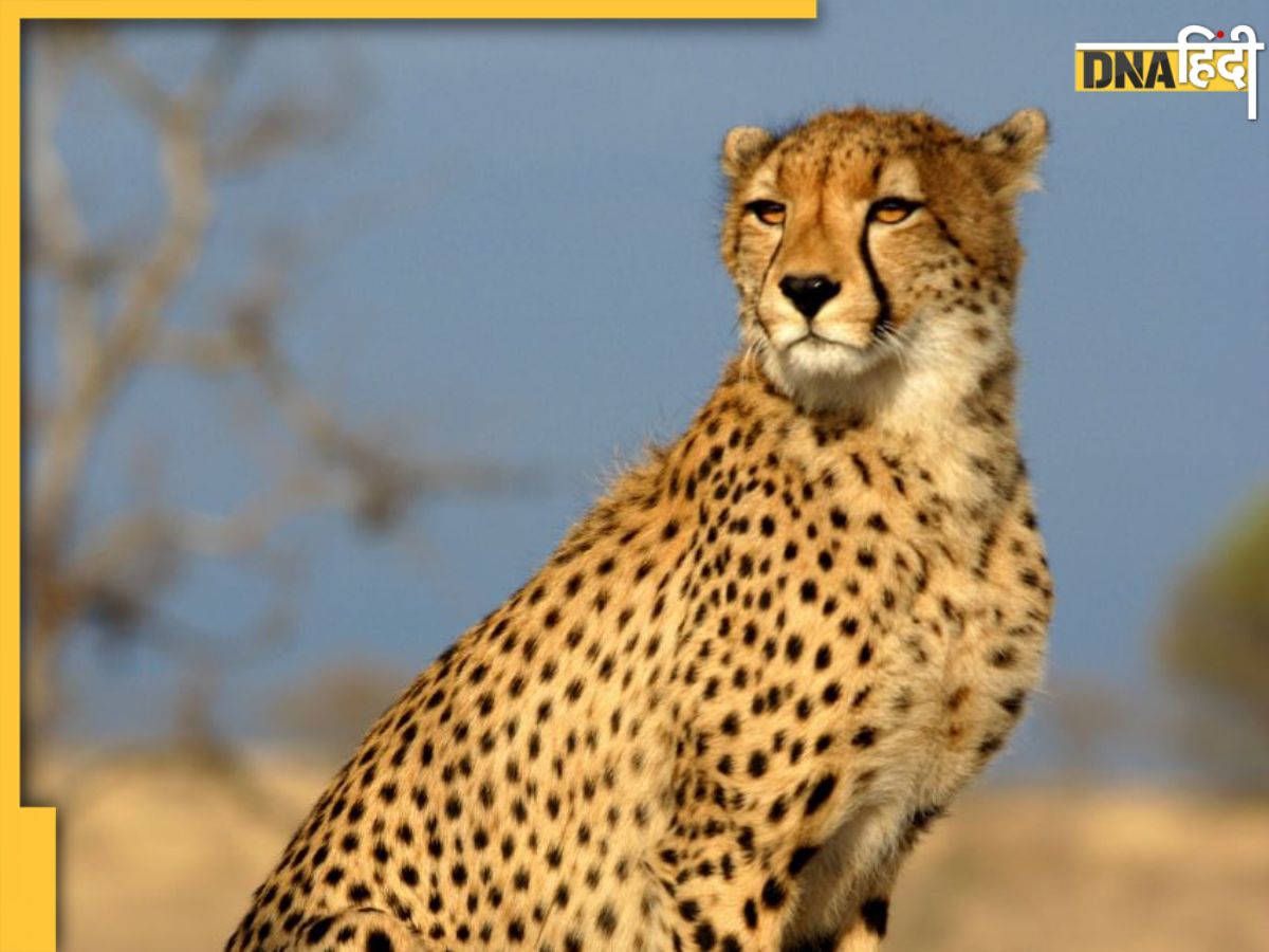 जब नामीबियाई चीतों से होगी दक्षिण अफ्रीकी चीतों की मुलाकात, क्या कूनो ...