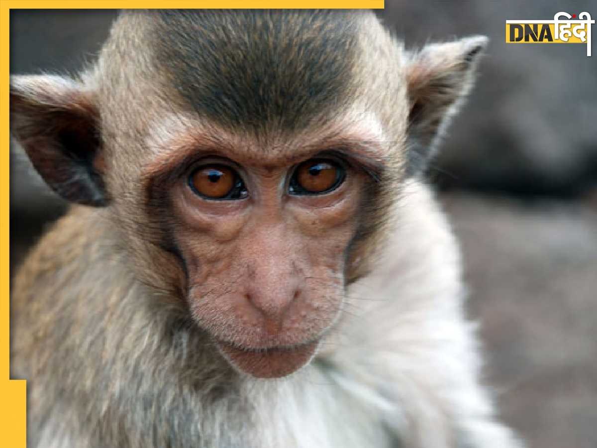 Indian Monkey है या 'आतंकी', पाकिस्तान ने पकड़ तो लिया, अब चिड़ियाघर ...