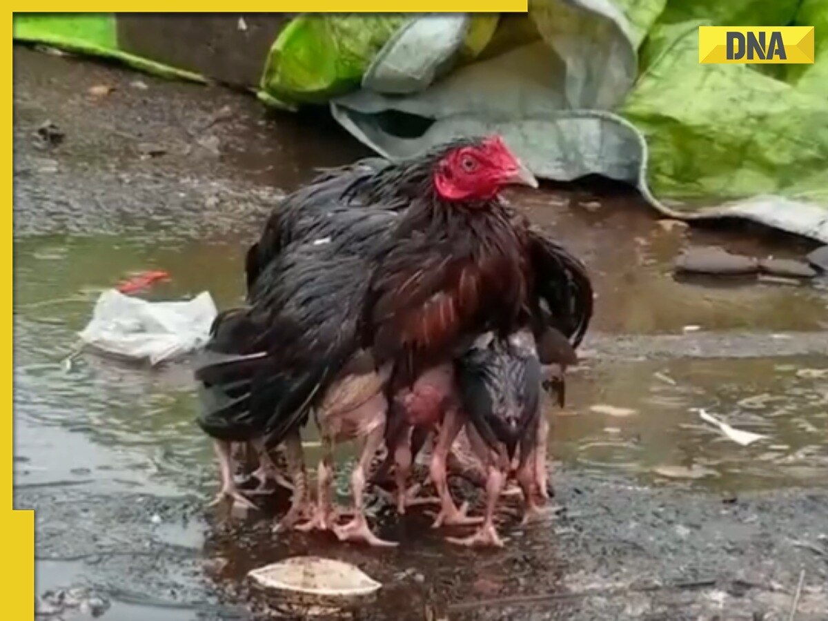 Mother hen turns into ‘umbrella’ to protect her babies from rain ...