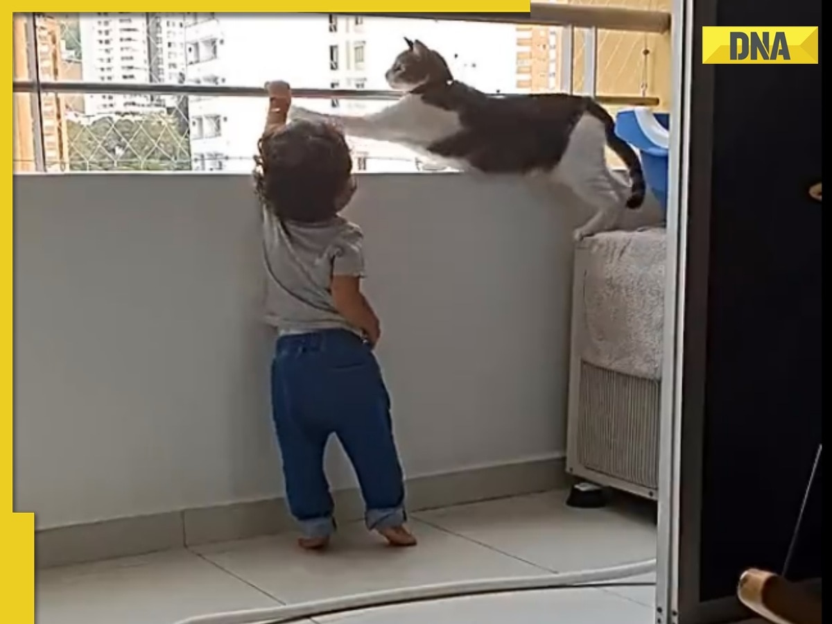 Intelligent cat stops toddler from grabbing balcony railings, viral ...