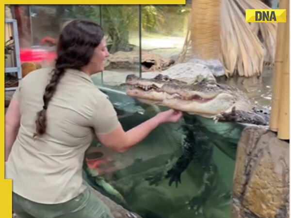 Viral video: Woman fondles two huge alligators, netizens calls her ...