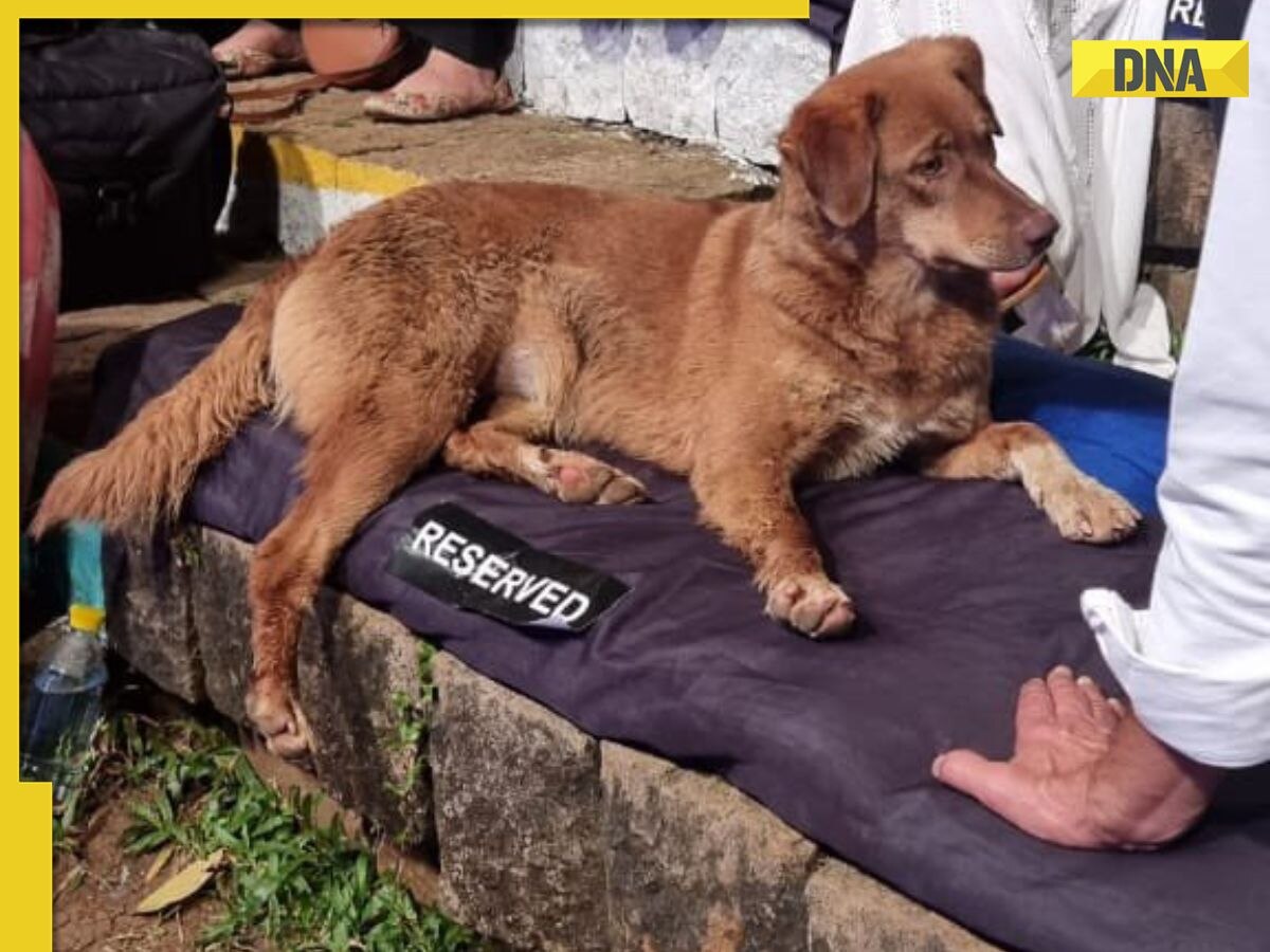 Dog chills on 'reserved seat' at Mumbai's Bandra Fort Amphitheatre ...