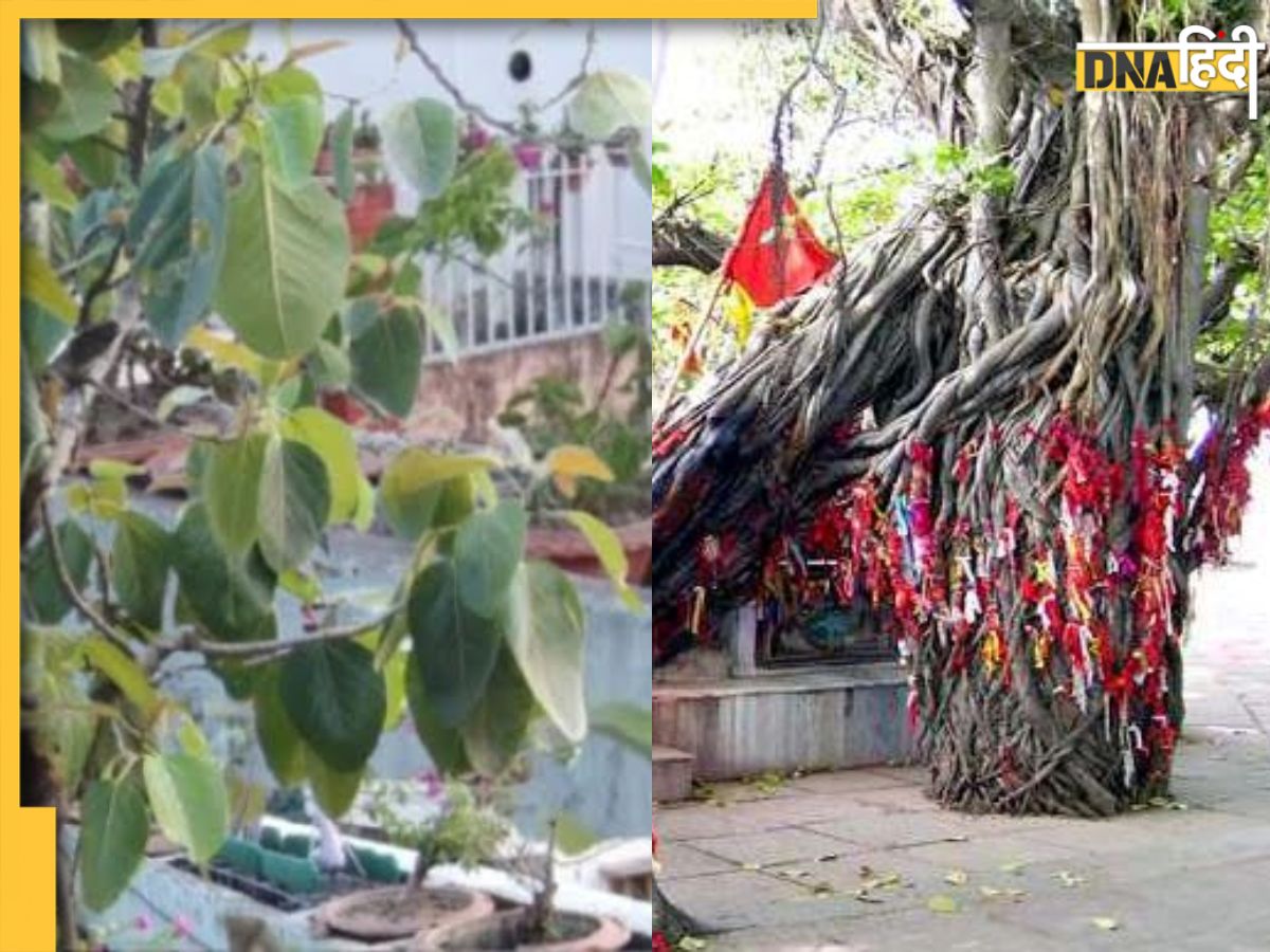 Banyan Tree: धार्मिक दृष्टि से पूजनीय होता है बरगद, लेकिन घर में उगने पर क्यों देता है अशुभ फल ...
