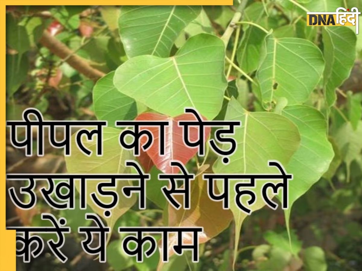 Jyotish Tips: घर में या आस-पास उग गया है पीपल तो करें ये उपाय, टल जाएंगे संकट और होगा धनलाभ