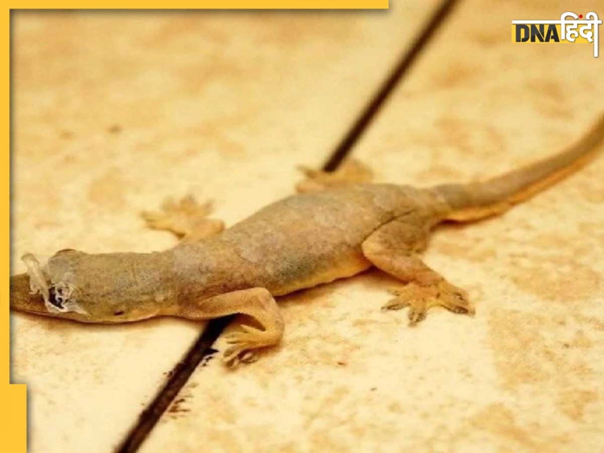 lizard signs: घर में छिपकली होने से मिलते हैं शुभ संकेत, इस दिन देखना ...