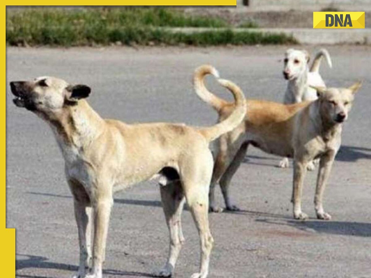 Noida news: In a first, NCR gets two stray dog shelters in these ...