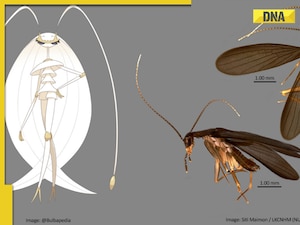 New cockroach species discovered in Singapore named after THIS Pokemon