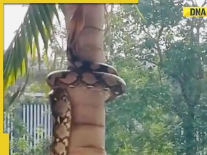 Massive python climbs up tree within seconds, viral video terrifies internet