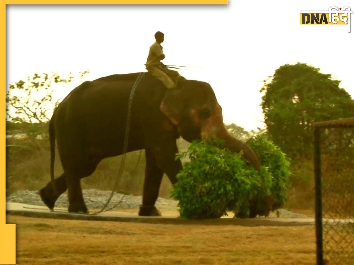 The Elephant Whisperers: ऑस्कर में मची धूम तो हाथी 'रघु' को देखने ...