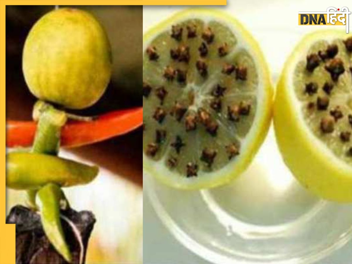 Nimbu Ke Upay: आर्थिक तंगी से हैं परेशान तो आज ही आजमाएं नींबू के टोटके ...