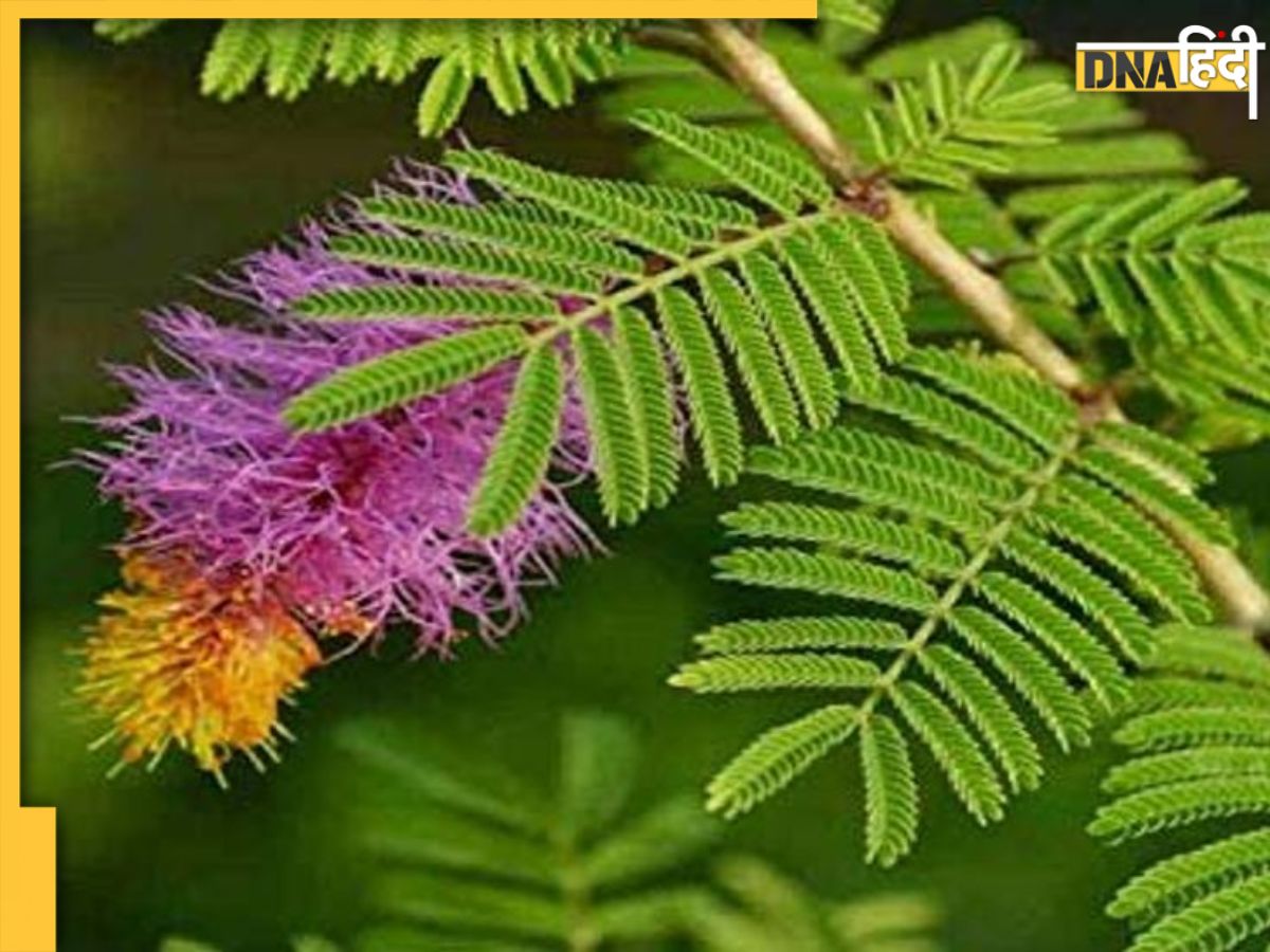 Shami Plant: विवाह की बाधाओं को दूर करता है शमी का पौधा, घर में लगाते ...