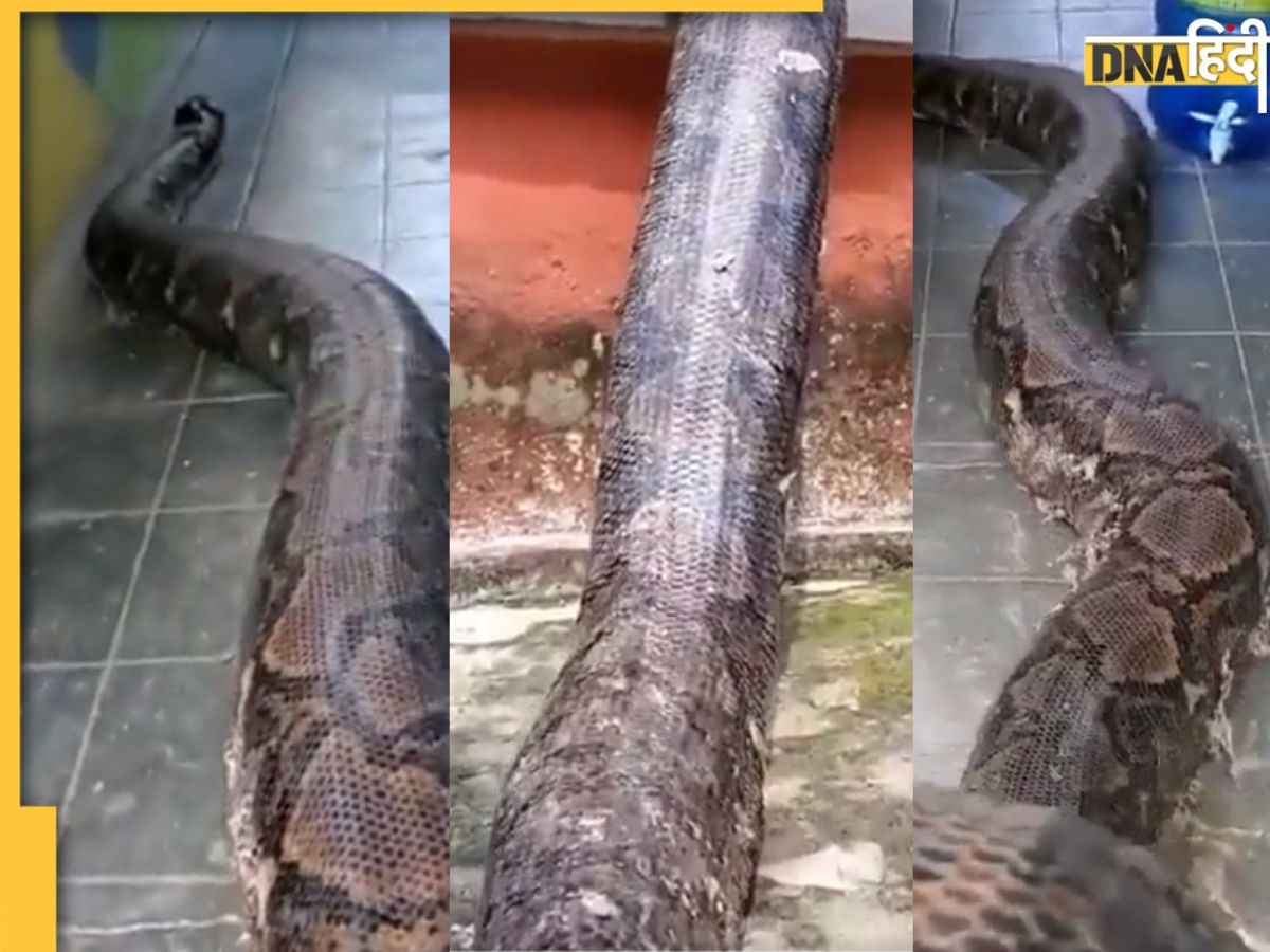 ये है दुनिया का सबसे बड़ा सांप, ताकत इतनी कि निगल जाए गाय, देखिए VIDEO