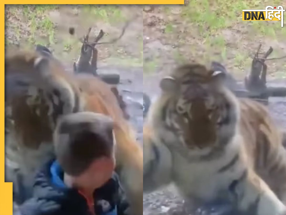 Viral Tiger Video: टाइगर के निशाने पर था छोटा बच्चा, शिकार के लिए झपटा ...